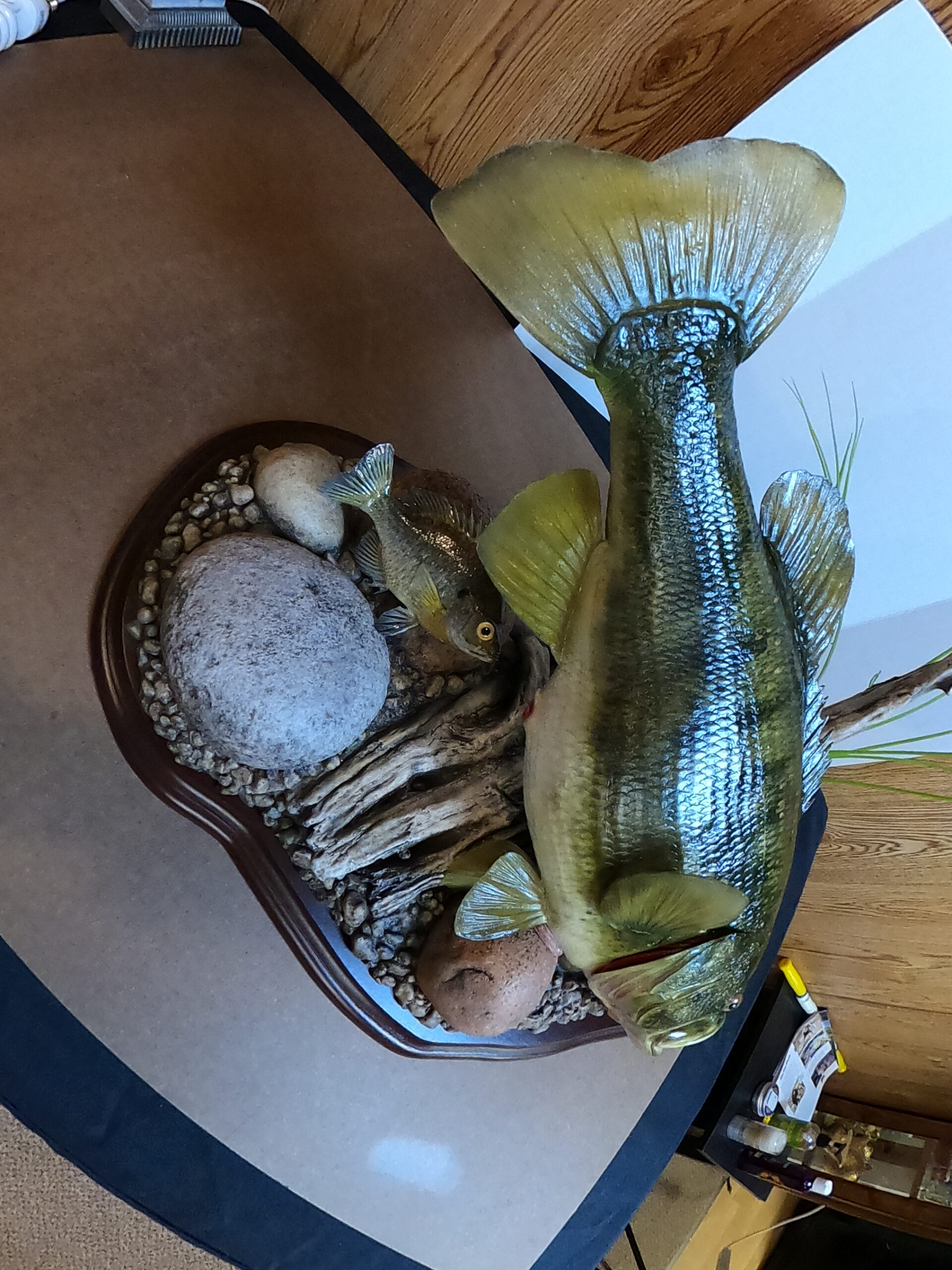 Largemouth Bass Reproduction “Guarding The Nest” – Reel Swede